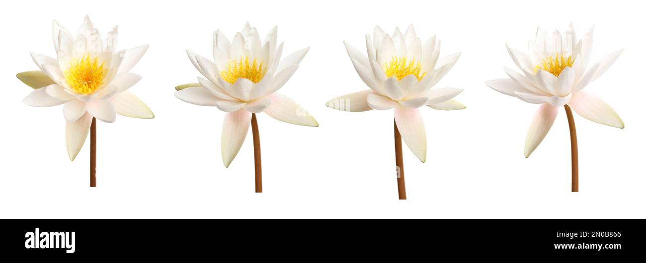 Set of beautiful lotus flowers on white background. Banner design Stock ...