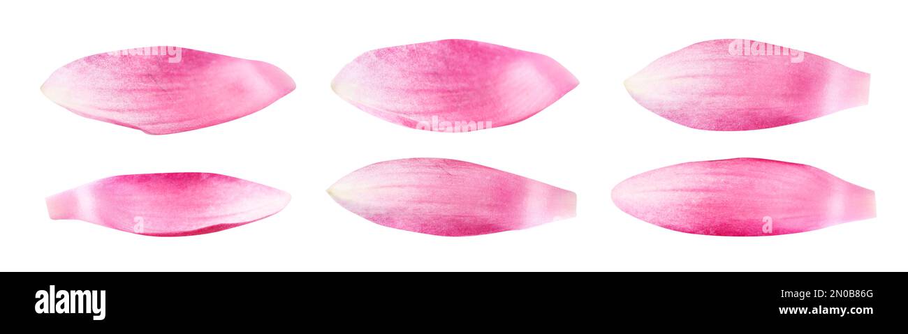 Set of beautiful pink lotus flower petals on white background. Banner ...