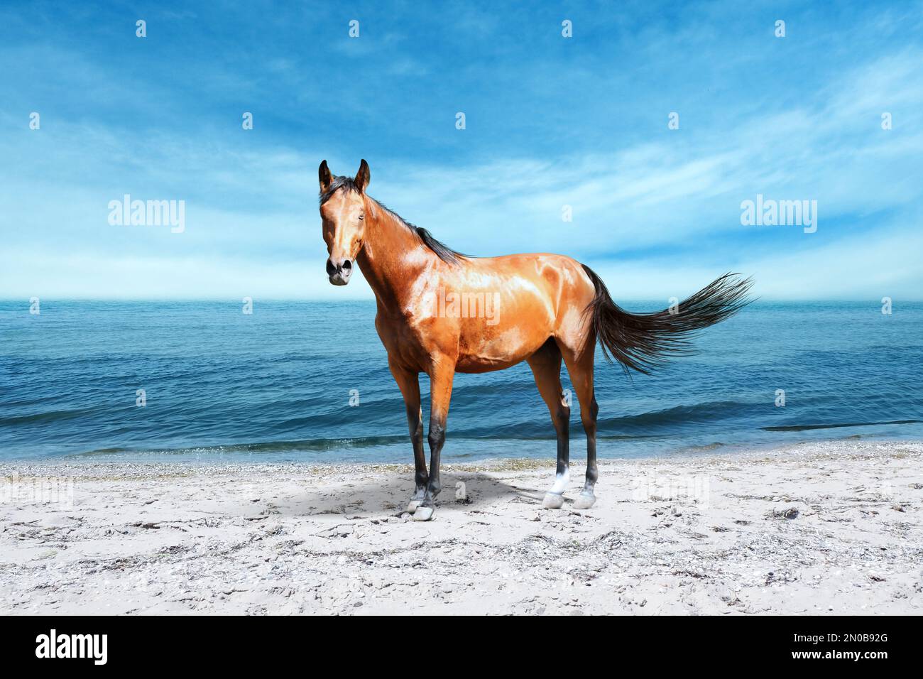 Beautiful horse on sandy beach near sea Stock Photo - Alamy