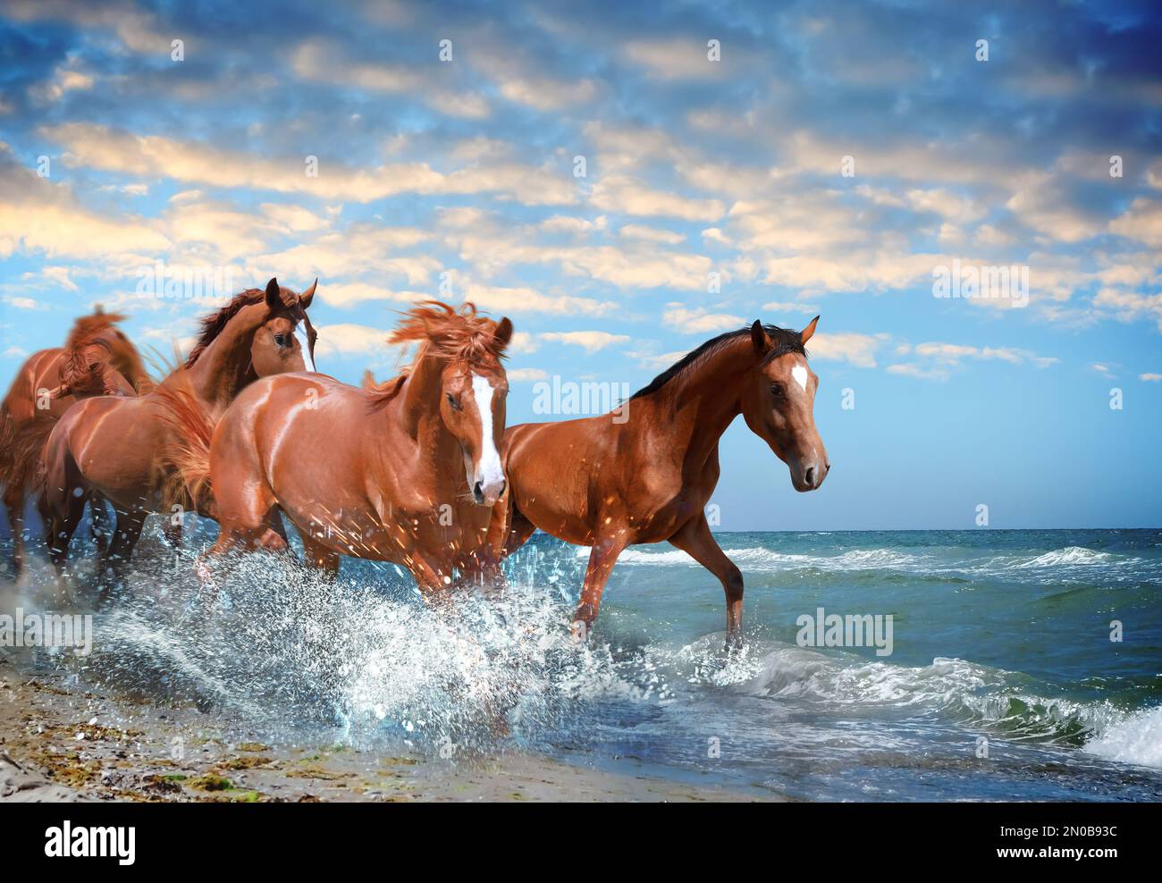Wild Horses Galloping On The Beach