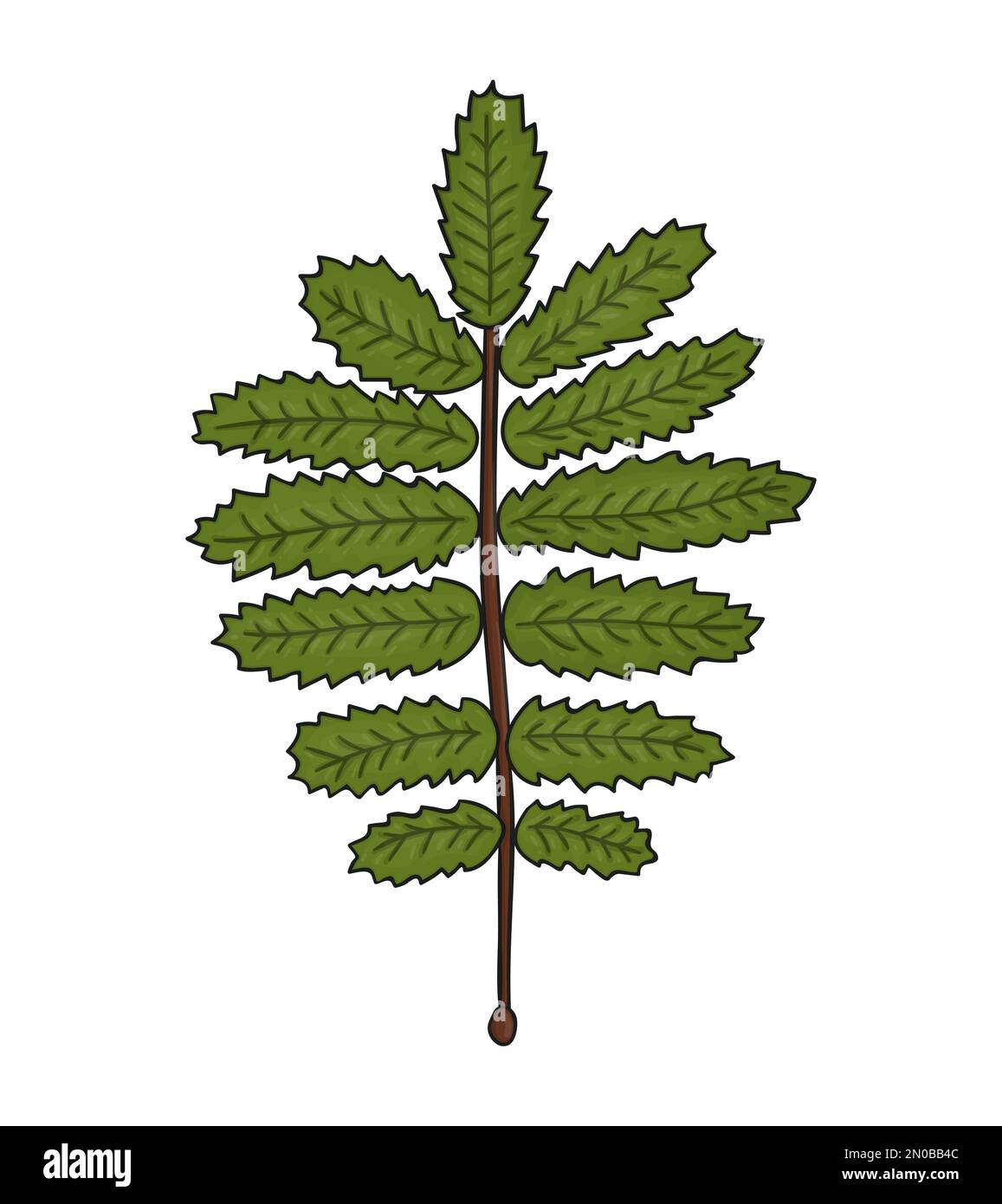 Vector colored green rowan leaf icon isolated on white background. Tree ...