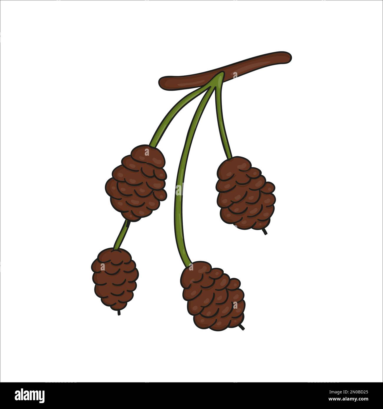 Vector line alder tree element isolated on white background. Botanical ...