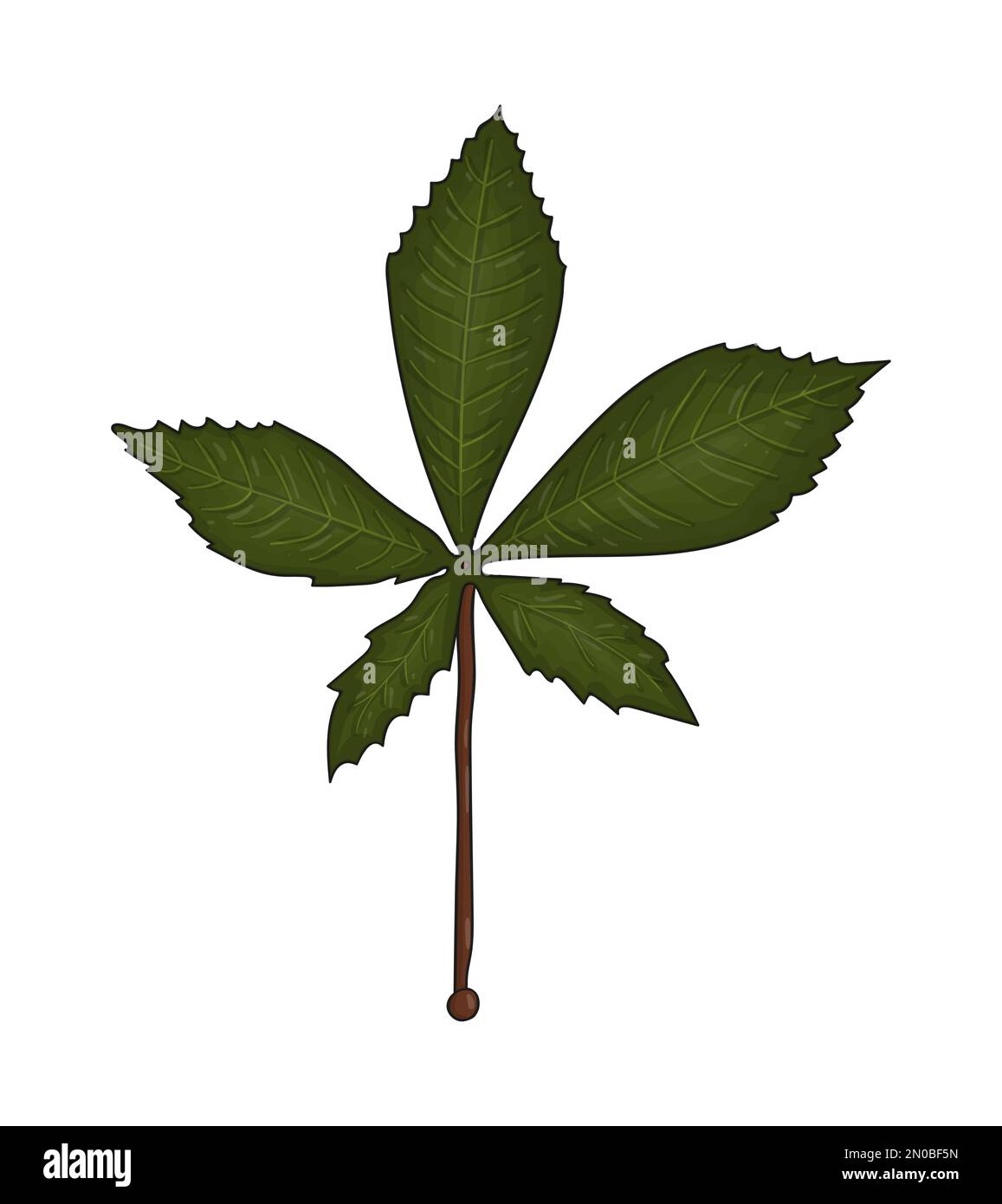 Vector colored green chestnut leaf icon isolated on white background ...