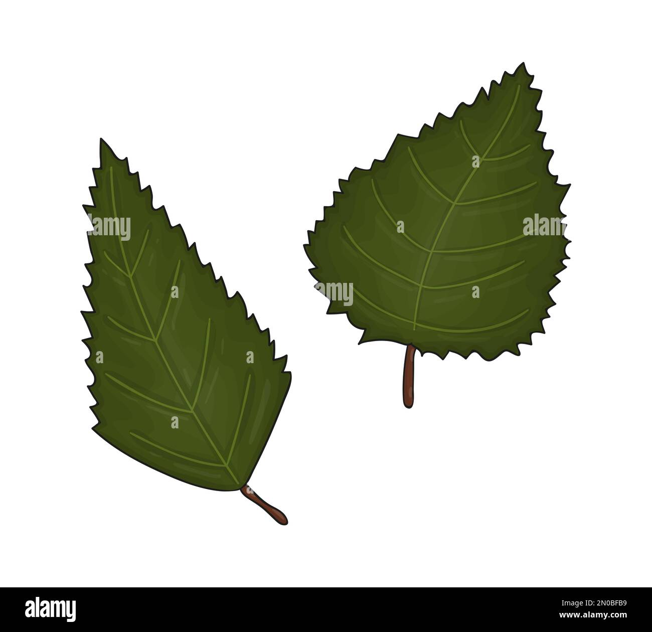 Vector colored green birch leaf icon isolated on white background. Tree ...