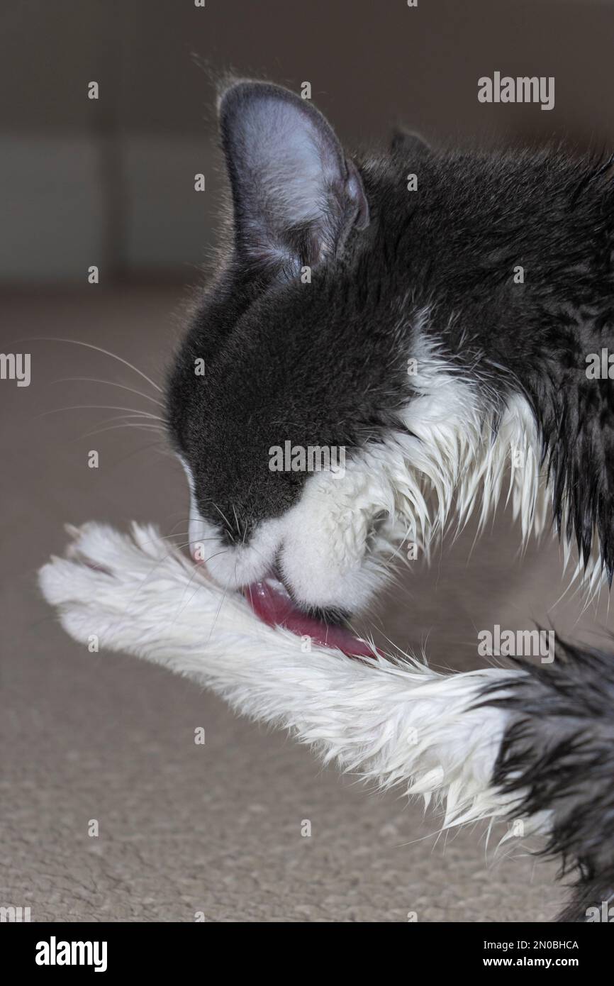 Drying itself hi-res stock photography and images - Alamy