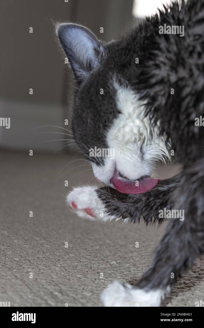 wet cat drying her paw Stock Photo - Alamy