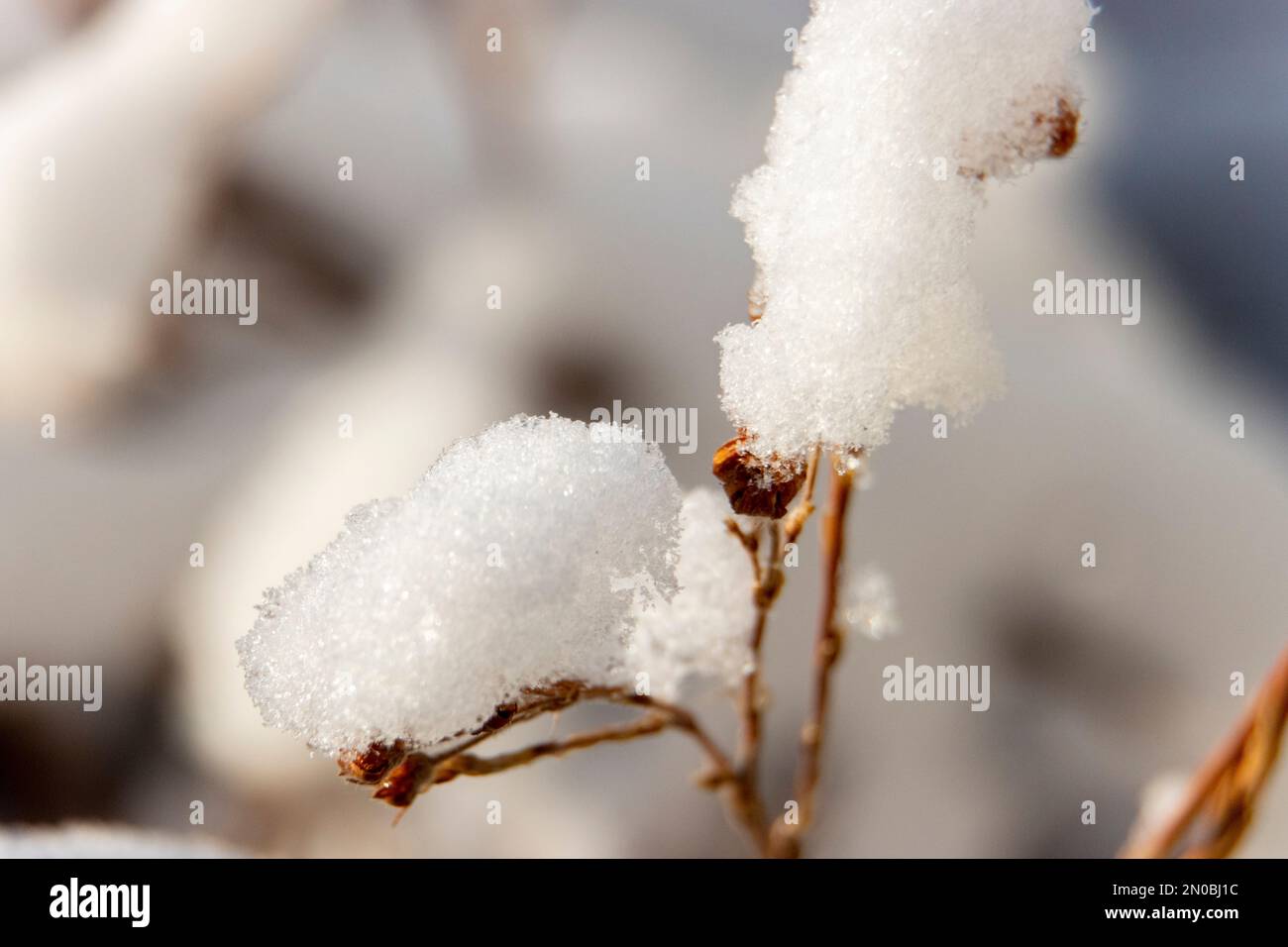 fresh snow on twigs Stock Photo - Alamy