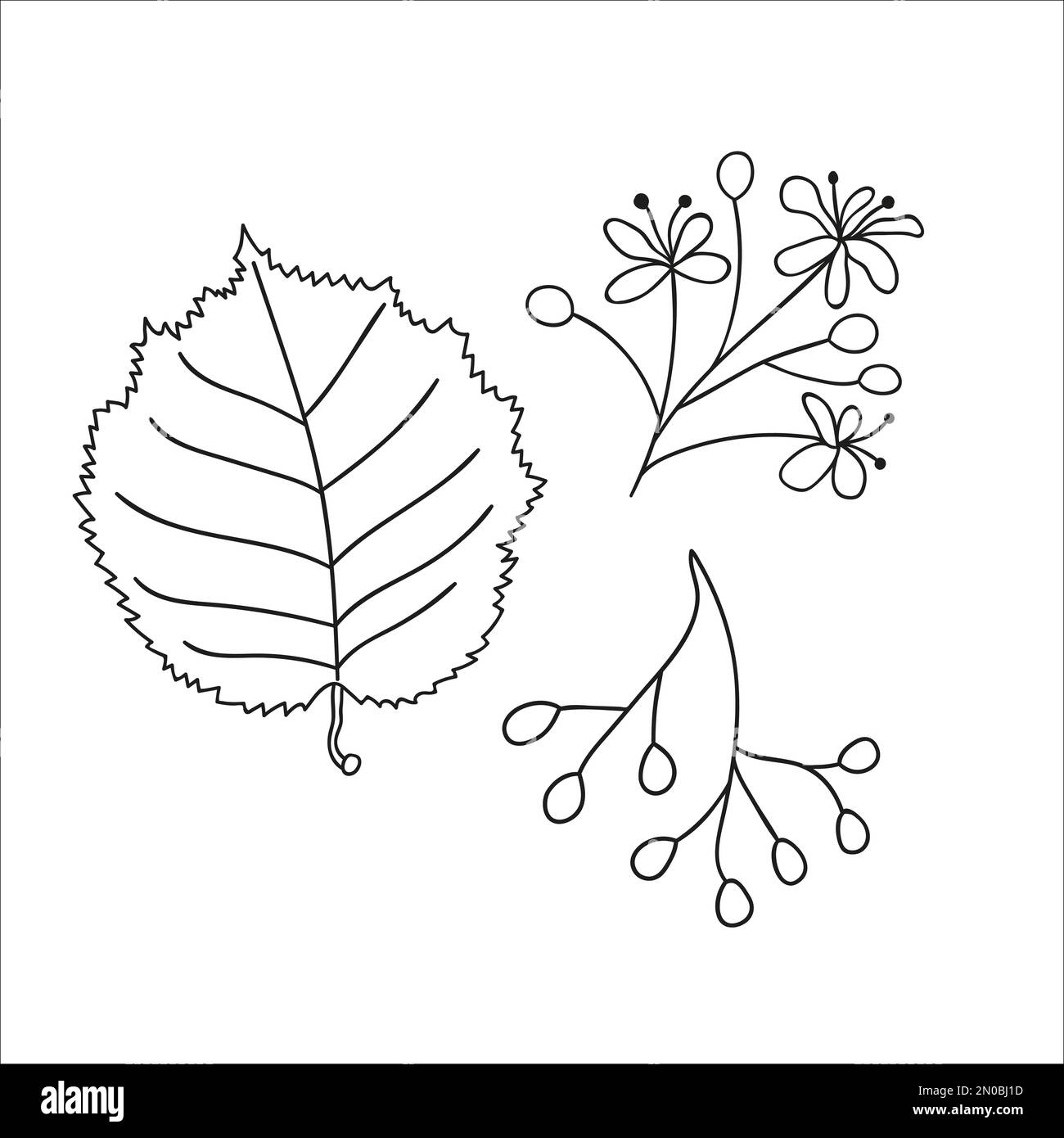 Vector set of line linden tree elements isolated on white background ...