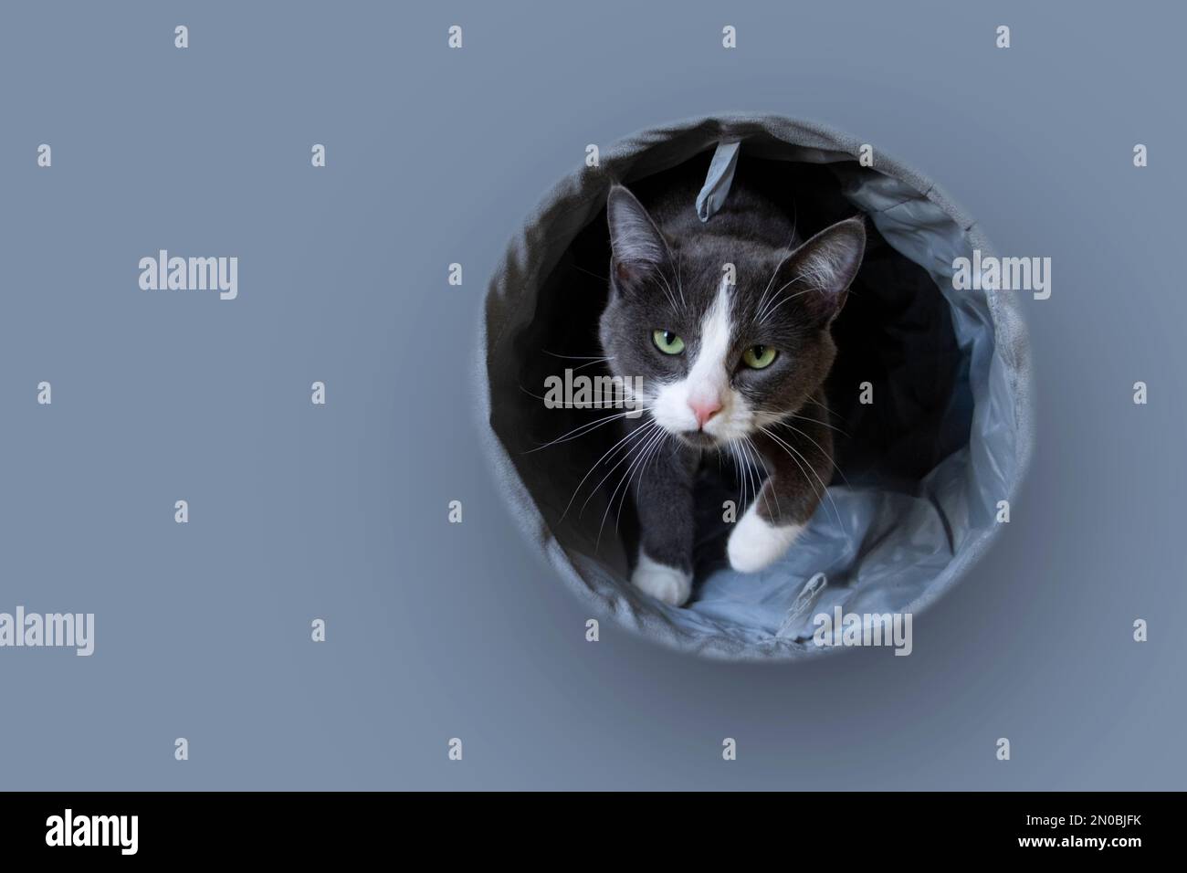 cat coming through tunnel grey background Stock Photo - Alamy
