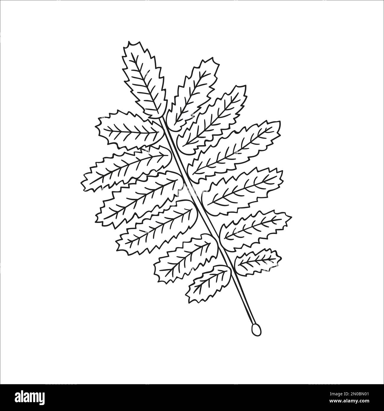 Vector line rowan leaf icon isolated on white background. Tree greenery ...