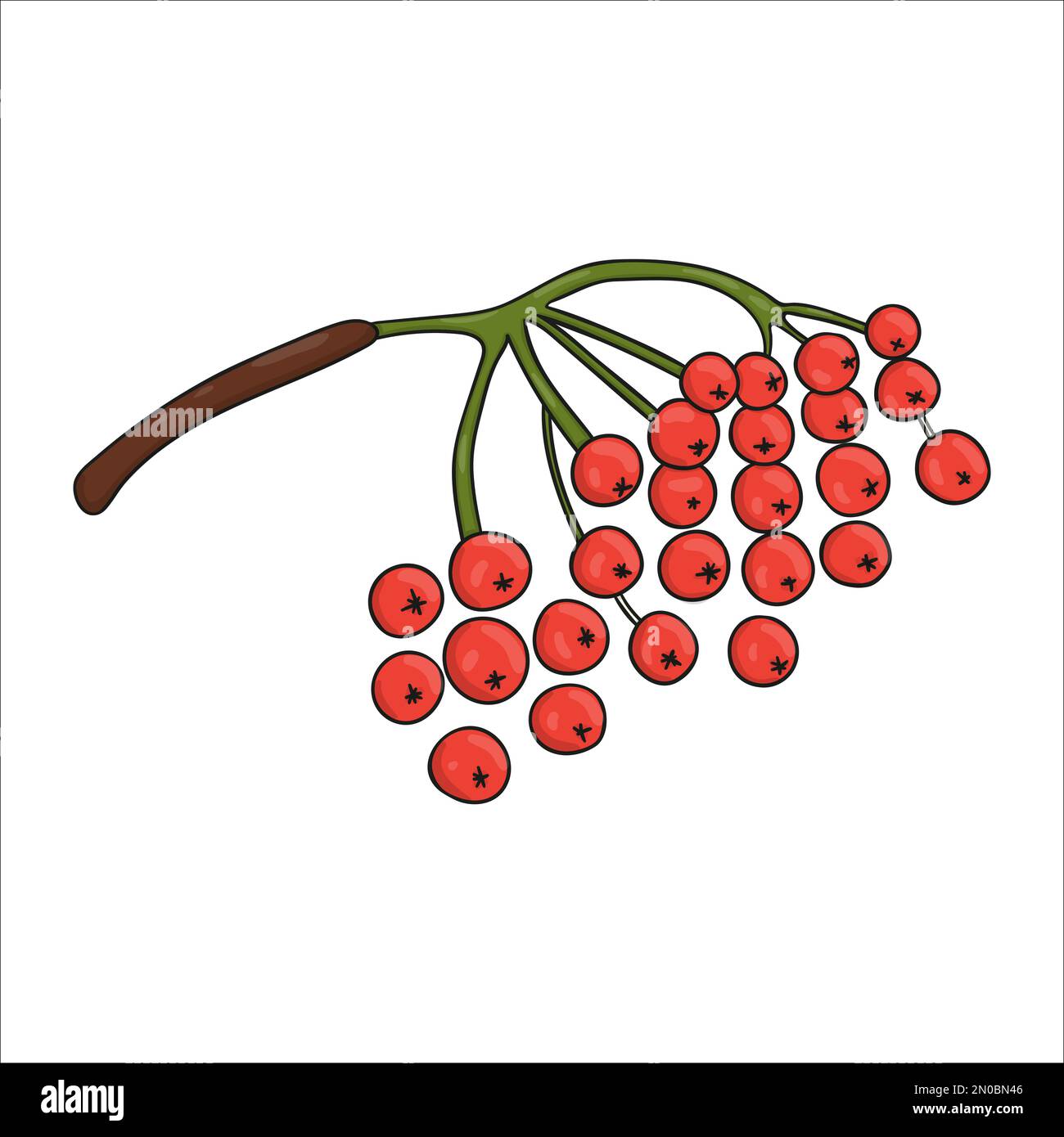 Vector colored red rowan berries icon isolated on white background ...