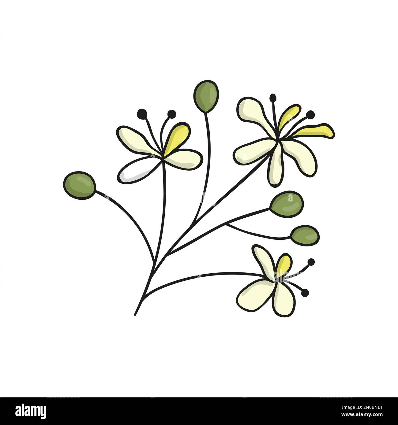 Vector line linden tree element isolated on white background. Botanical ...