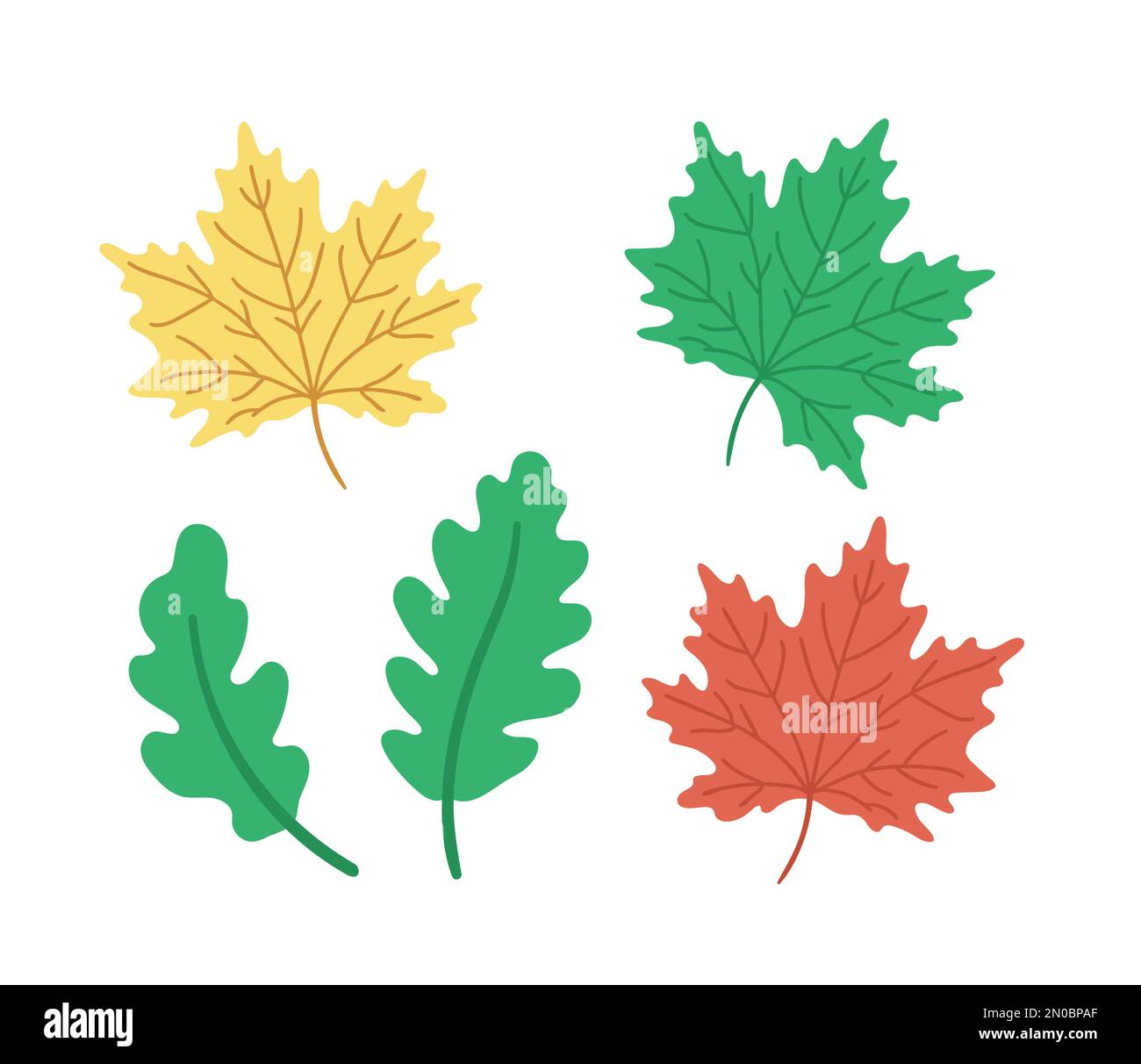 Vector set of oak maple tree leaves. Back to school educational clipart ...