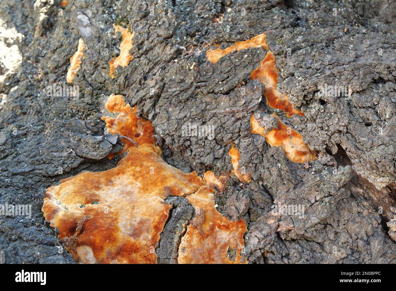 fungus on a tree trunk outdoor. Fungal disease. Close-up Stock Photo ...