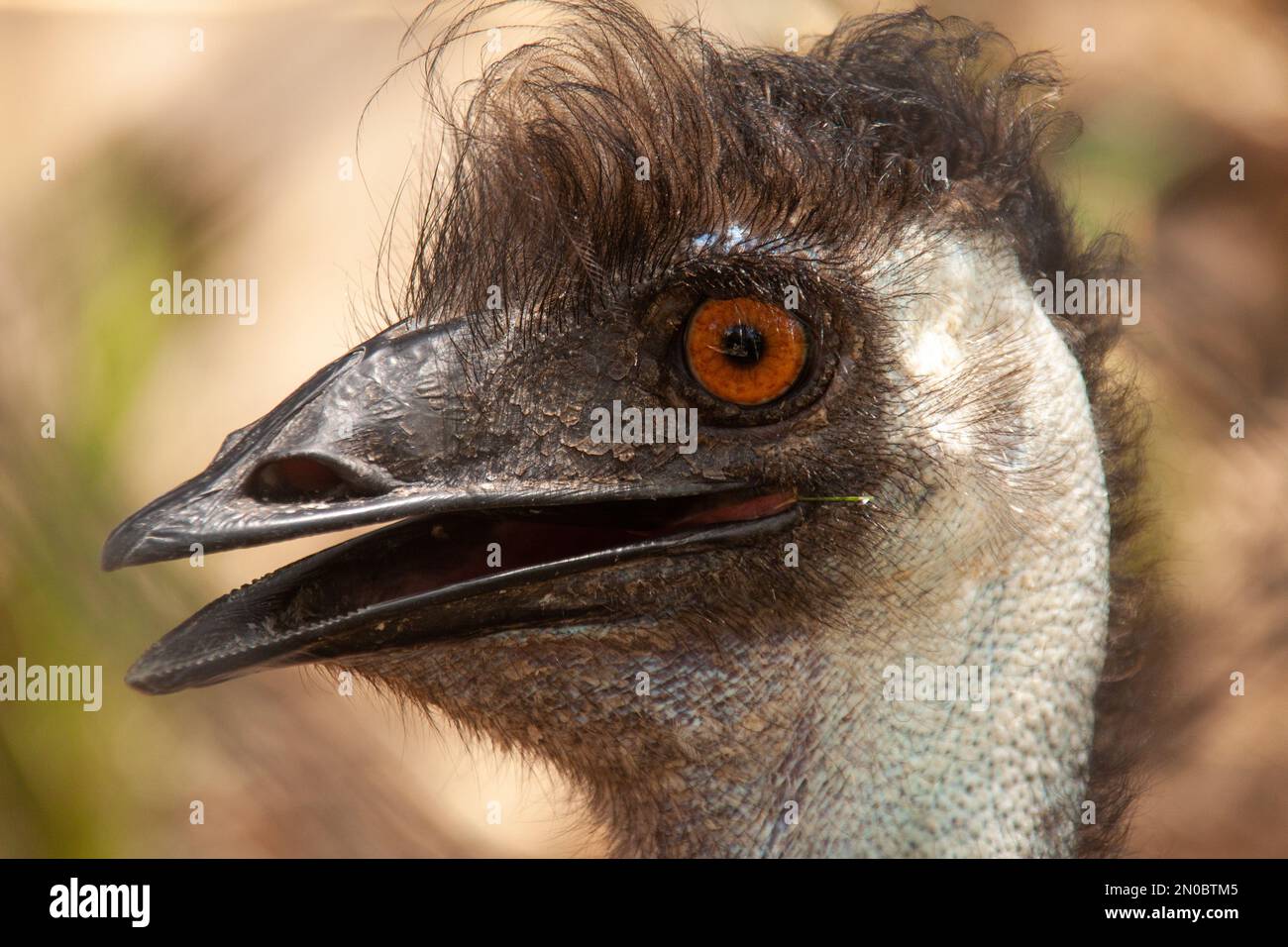 A close up of a emu in australia Stock Photo - Alamy