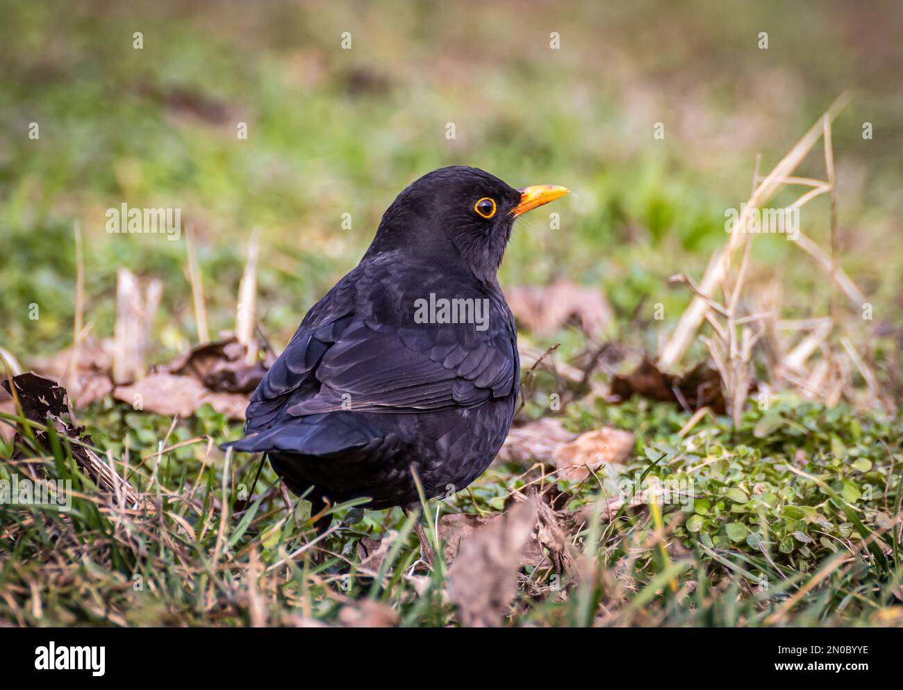 Close shot male blackbird hi-res stock photography and images - Alamy