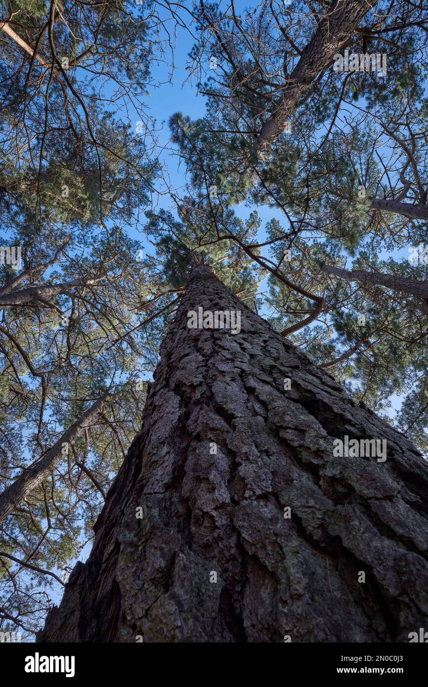 British Trees in Woodland Stock Photo - Alamy