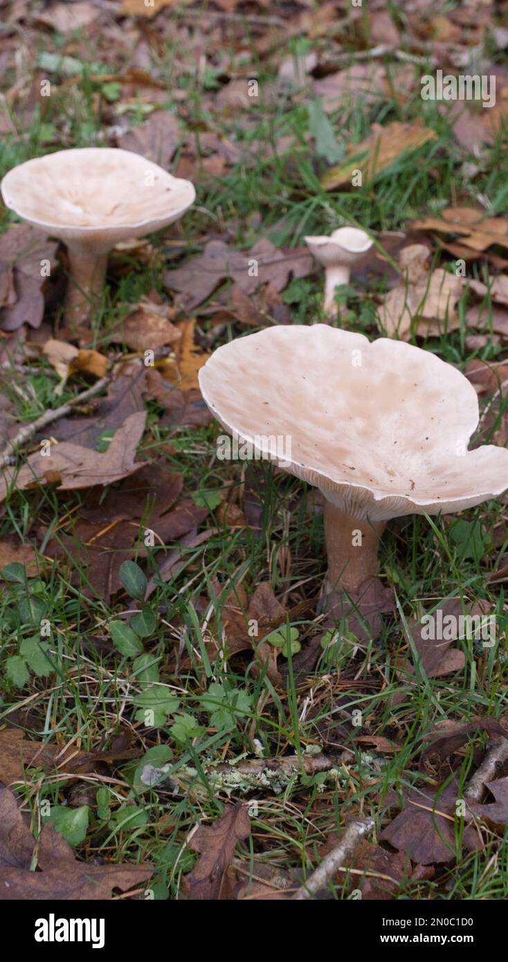 Clitocybe geotropa, Trooping Funnel mushroom Stock Photo - Alamy