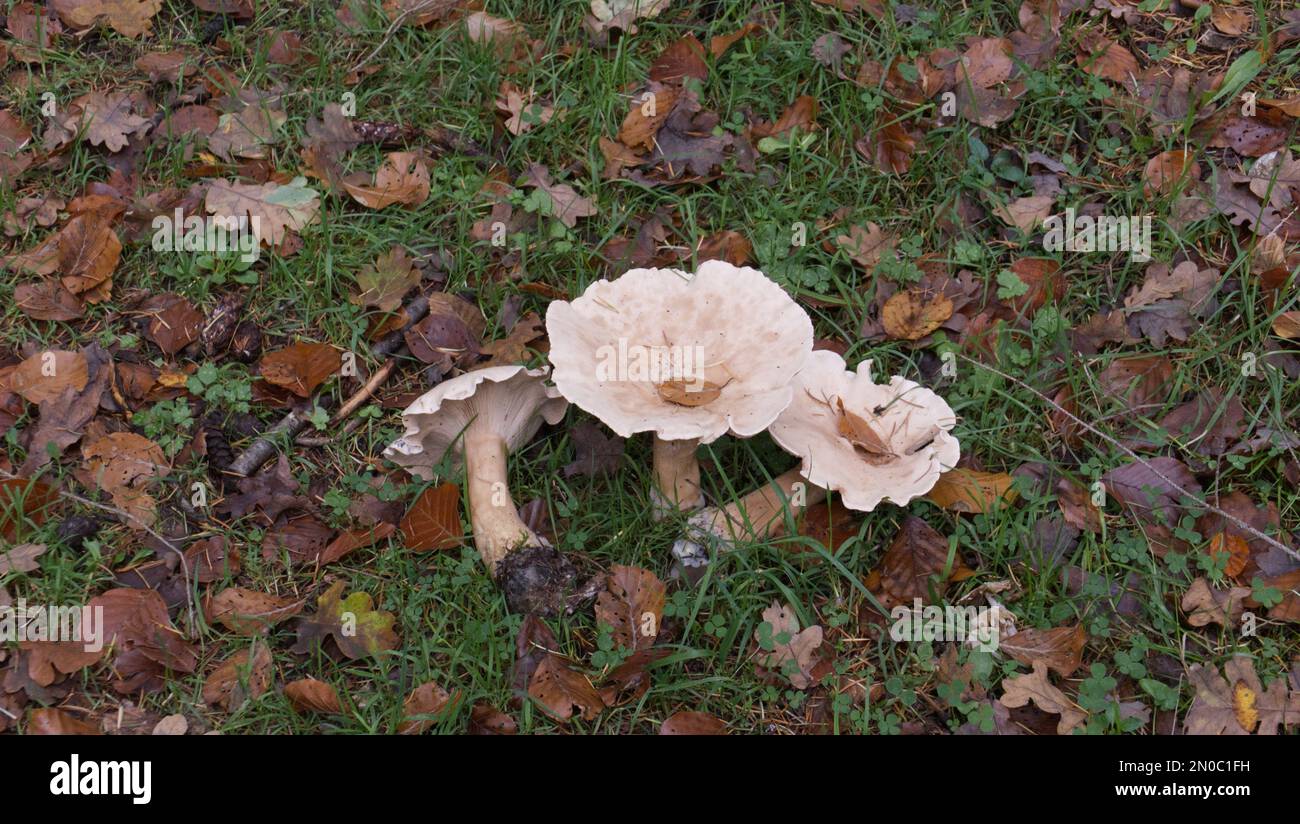 Clitocybe geotropa, Trooping Funnel mushroom Stock Photo - Alamy