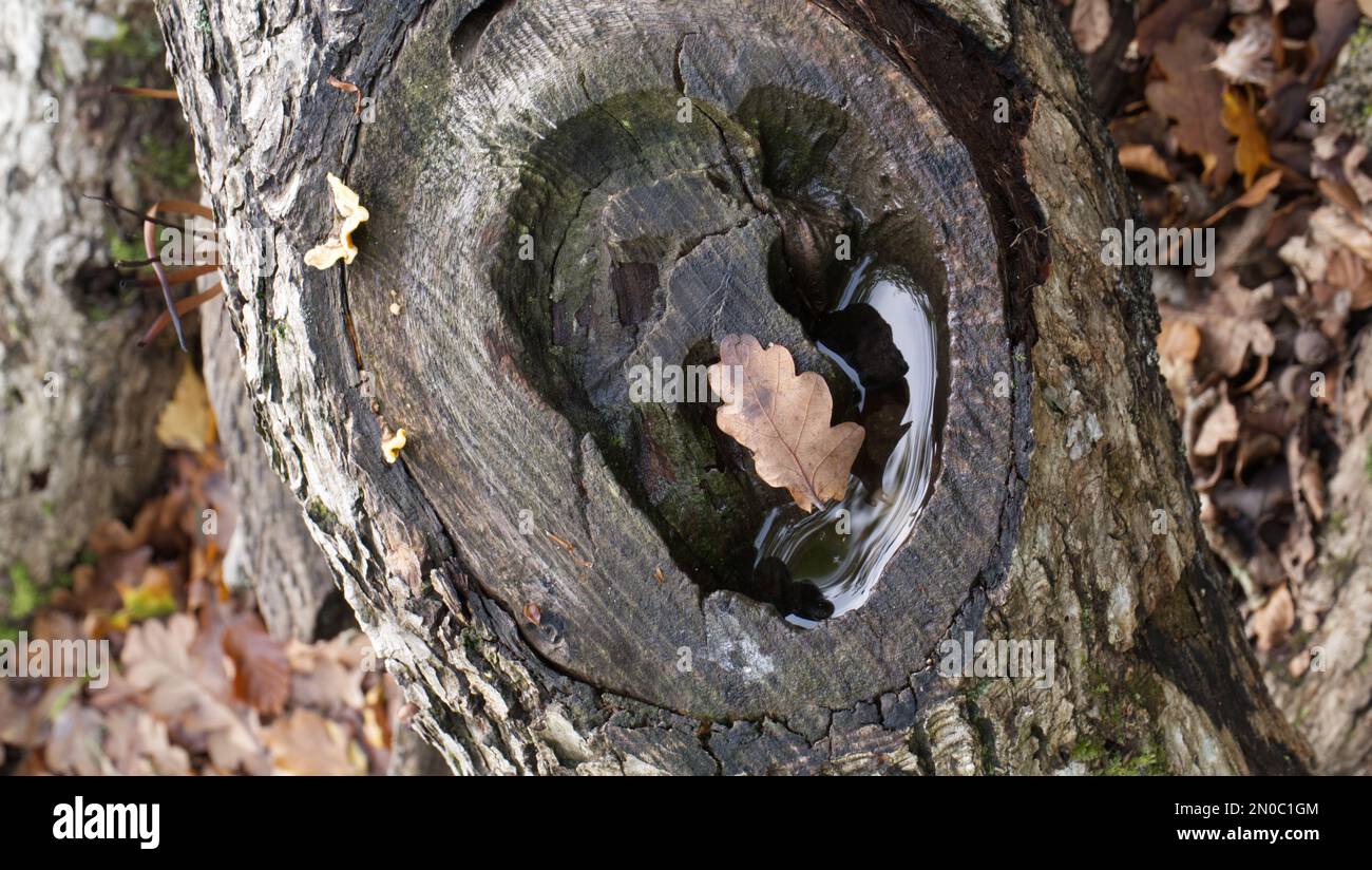 A dead oak leaf resting in a part water filled hole, created from a cut ...