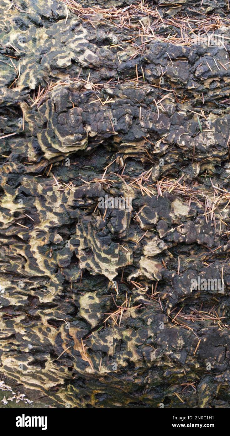 Dead pine needles fallen on old, dried up lumps of tar Stock Photo - Alamy