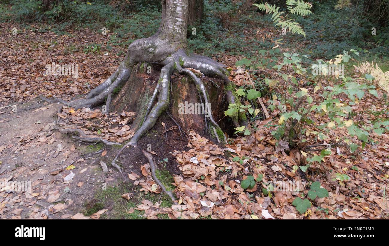 Exposed roots of a tree growing on top of the stump of an old tree ...