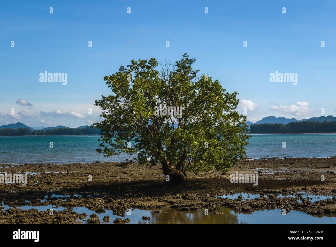 Tropical tree (Barringtonia asiatica) on a rocky beach in Ko Lanta ...