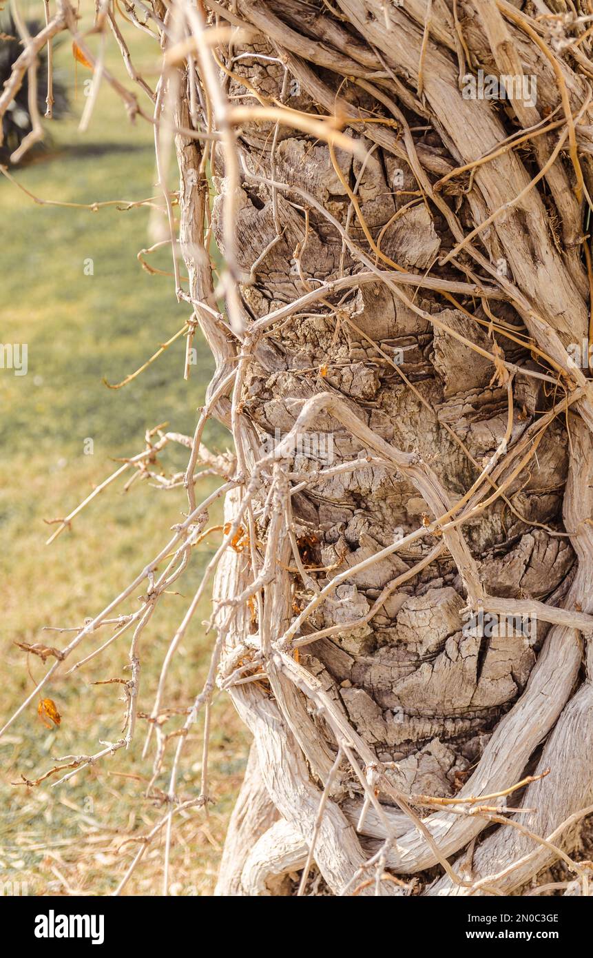 Old grey tree branches hi-res stock photography and images - Alamy