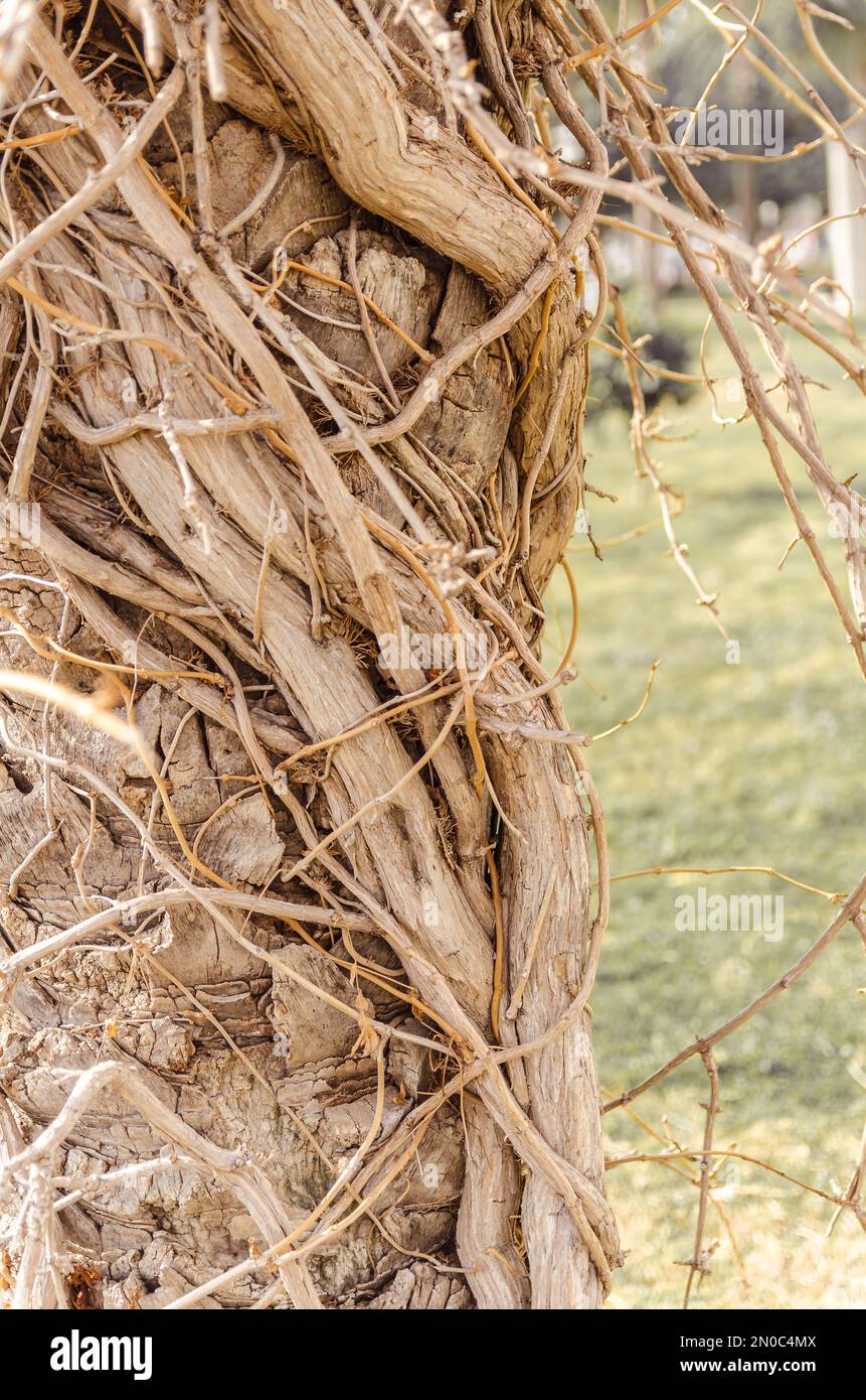 An Old Palm Tree in Mersin, Turkey Stock Photo - Alamy