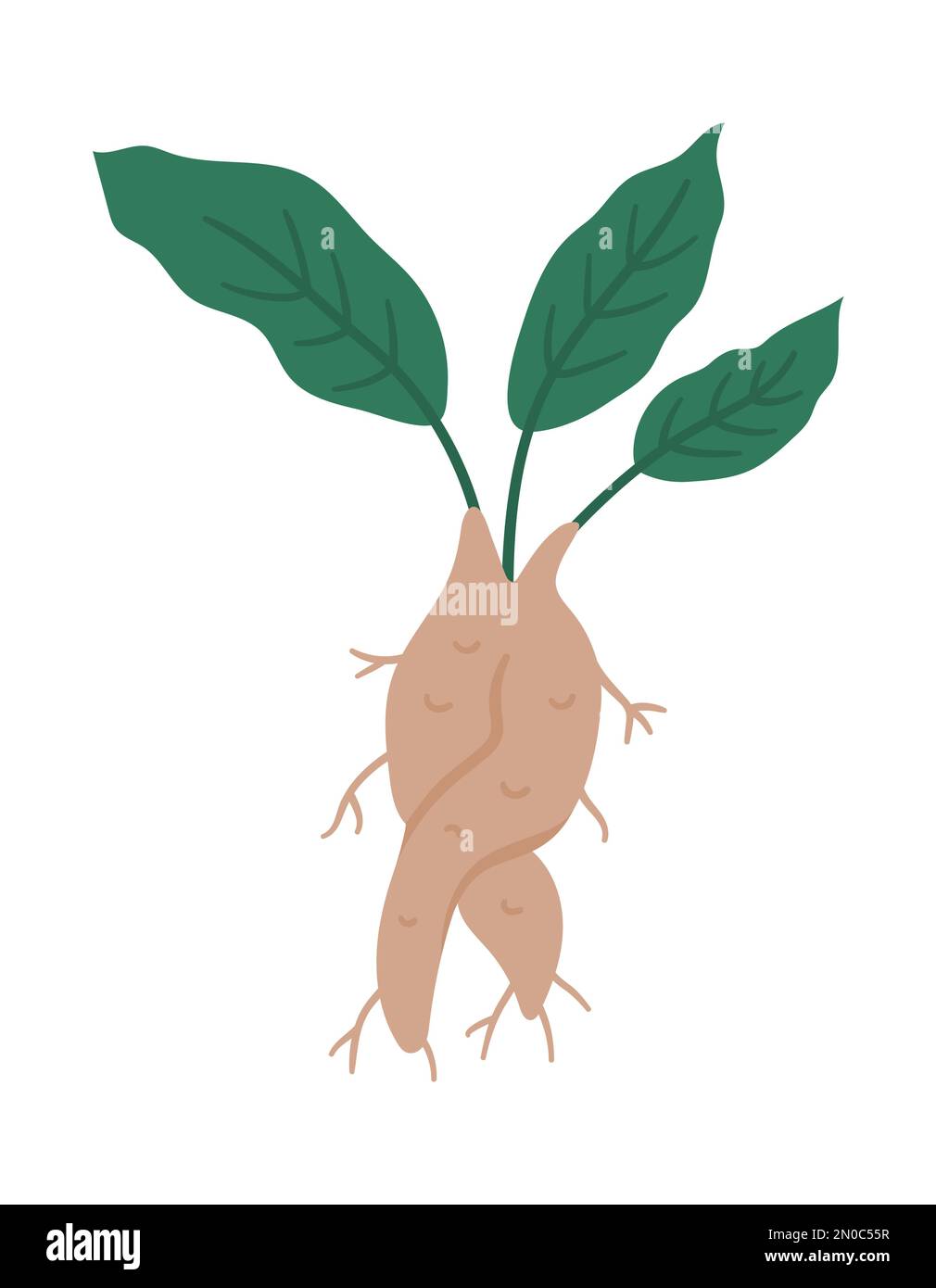 Vector mandrake root. Cute witchcraft element. Halloween potion ...