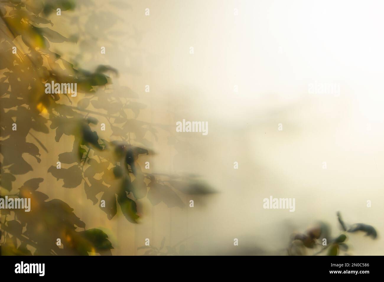 Tree branches and leaves seen thru smoky glass window, Soft focus close ...
