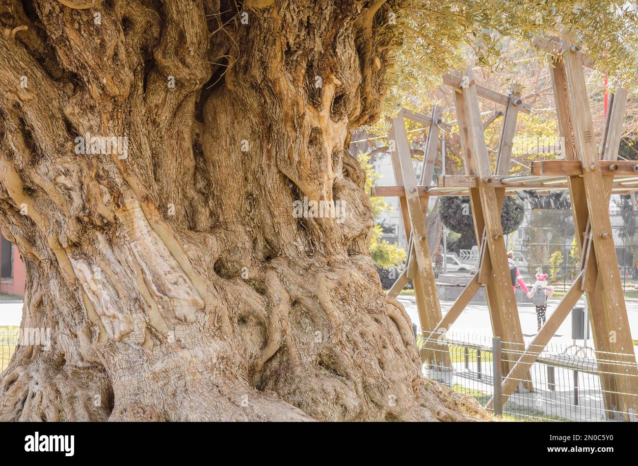 Ancient olive tree and twisted hi-res stock photography and images - Alamy