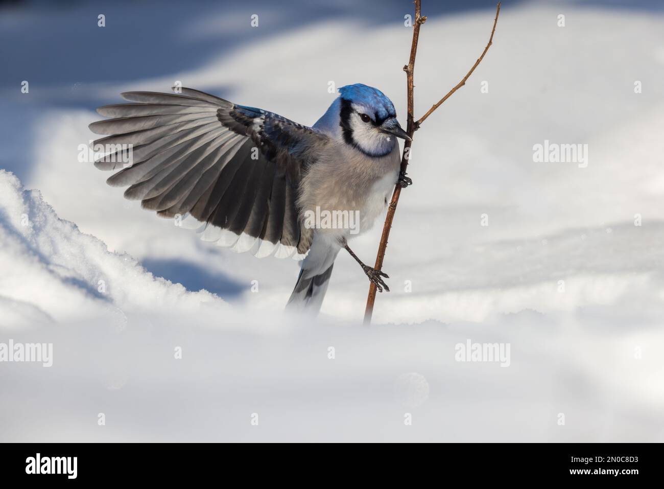Blue jay in northern Wisconsin Stock Photo - Alamy