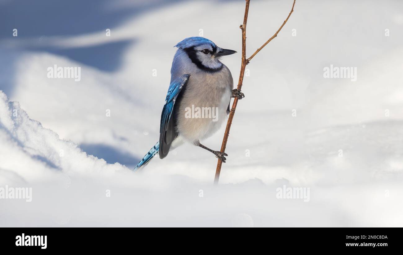 Blue jay in northern Wisconsin Stock Photo - Alamy