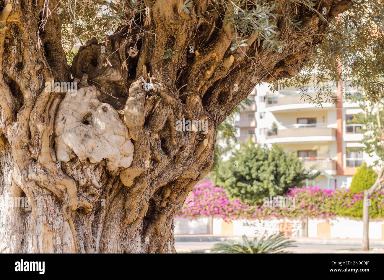 Ancient olive tree and twisted hi-res stock photography and images - Alamy