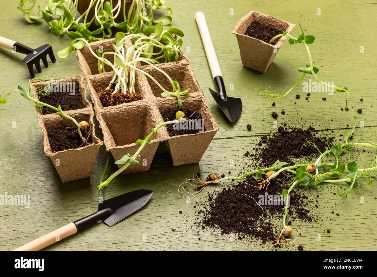 Soil and sprouts, garden tools on the table. Seedlings in peat pots ...
