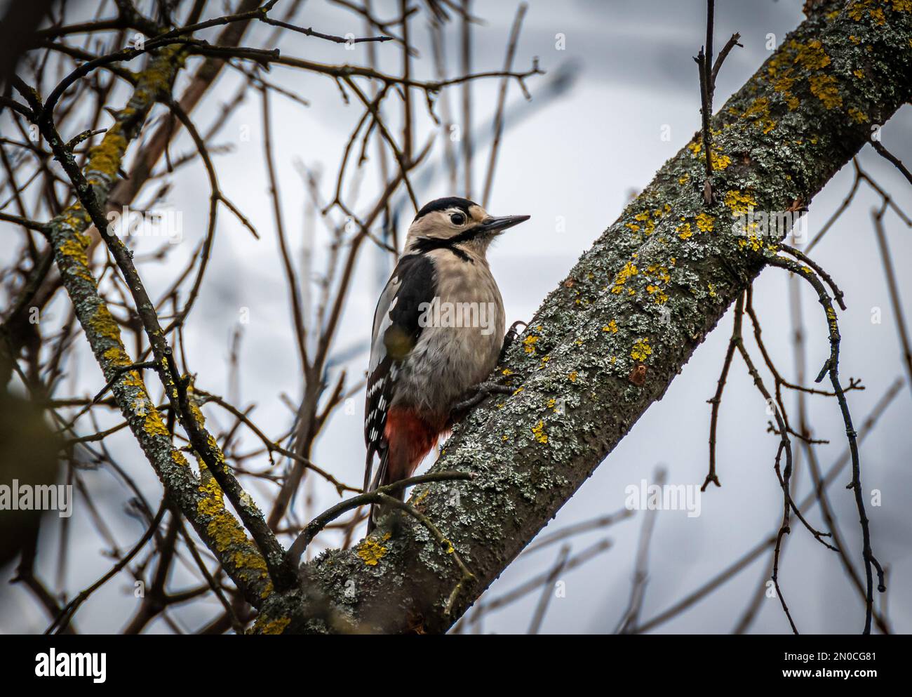 Woodpecker head shot close hi-res stock photography and images - Alamy