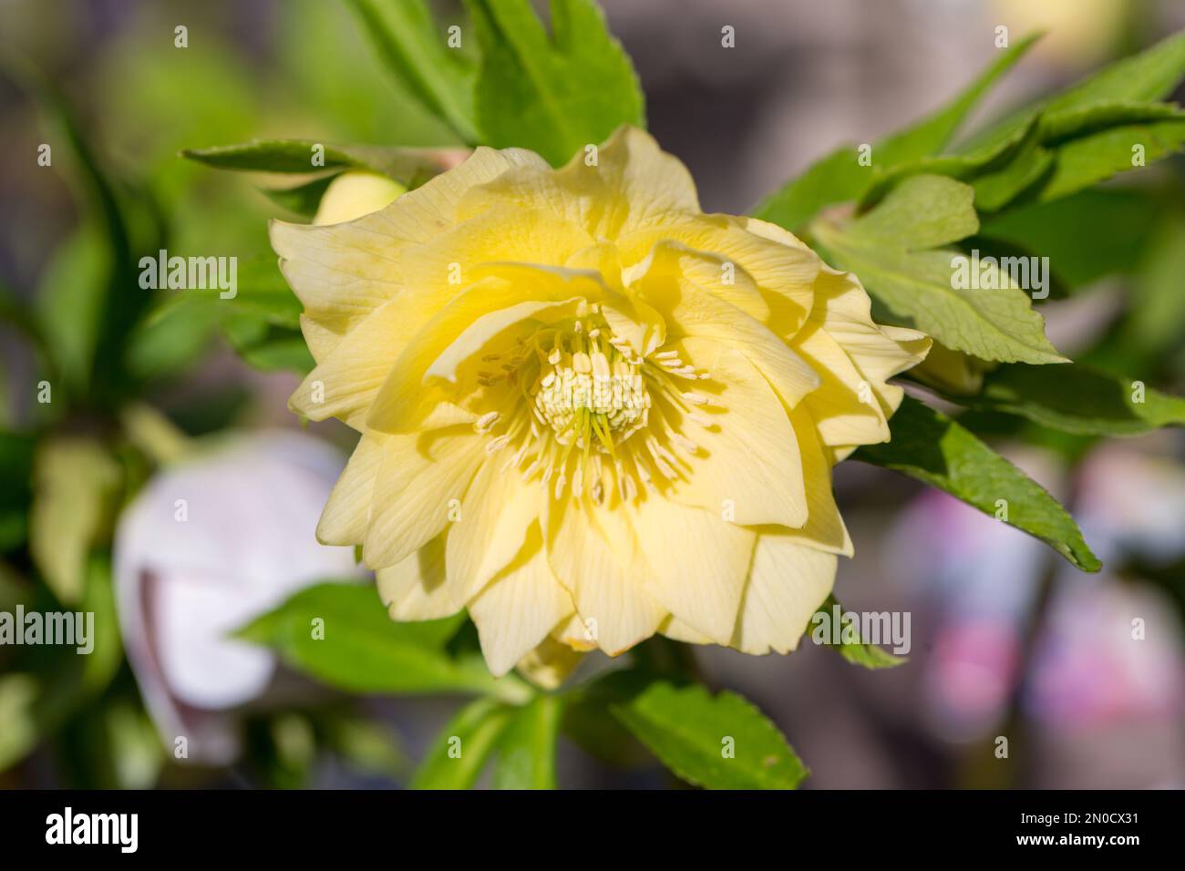 Double Yellow Hellebore Plant , Helleborus x hybridus Stock Photo - Alamy