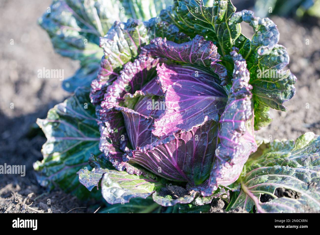 Cabbage 'Noelle' F1 Hybrid Winter Cabbage Stock Photo - Alamy