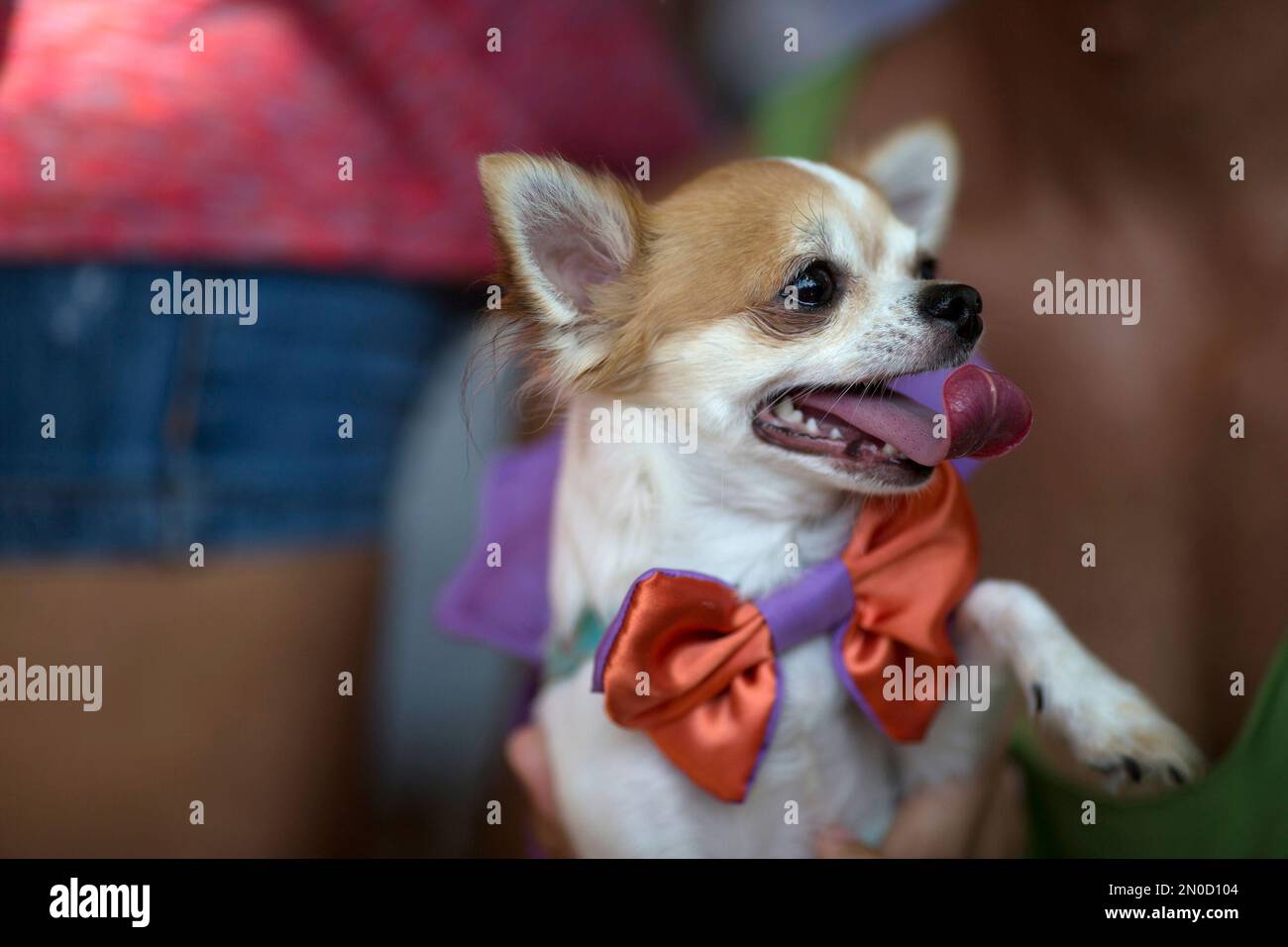 A dog wears a bow tie during a carnival pet parade in Rio de Janeiro ...