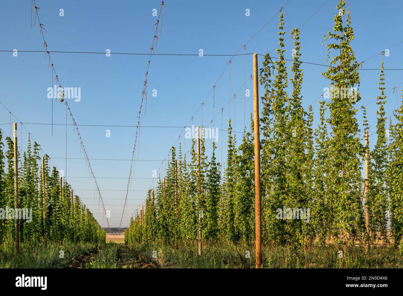 Hop plant hop varieties hi-res stock photography and images - Alamy
