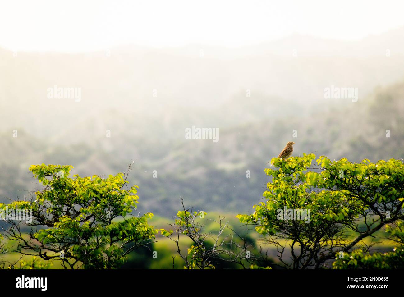 Close up bird on tree branch in spring time. VAshlovani national park ...