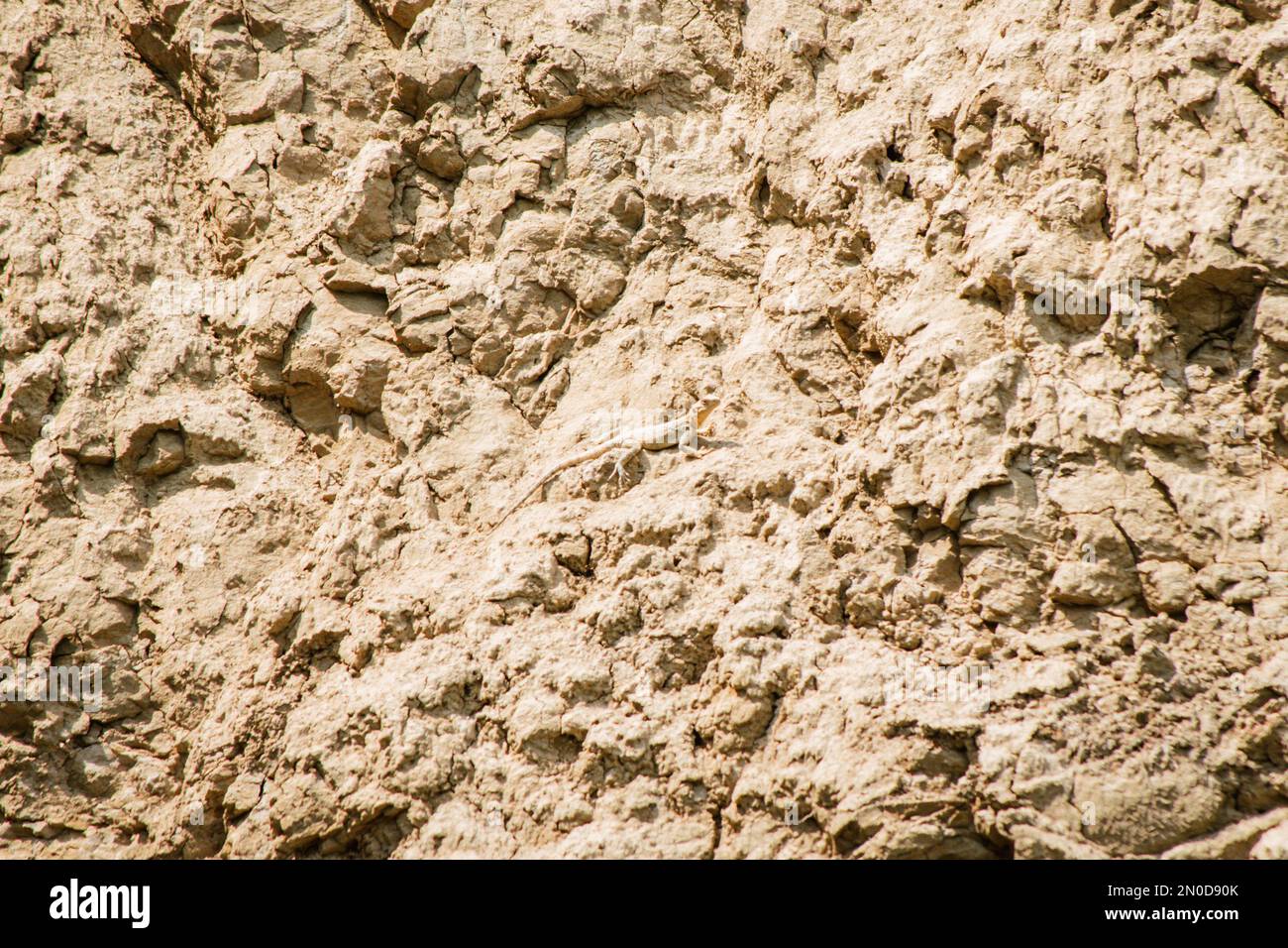 Common lizard hide blends camouflage on rocks in pantishara gorge ...