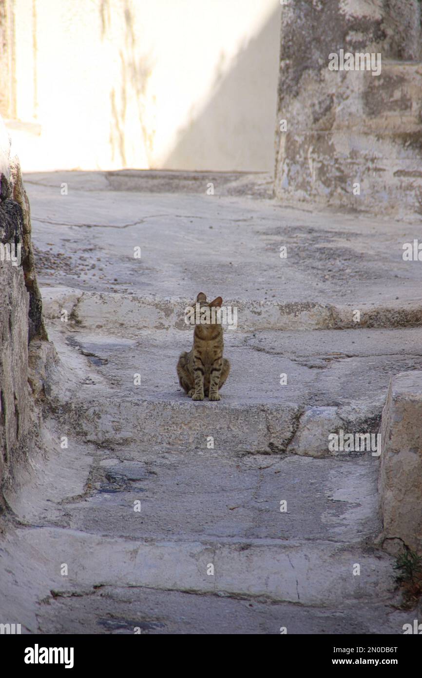 cute cat in alley Stock Photo - Alamy