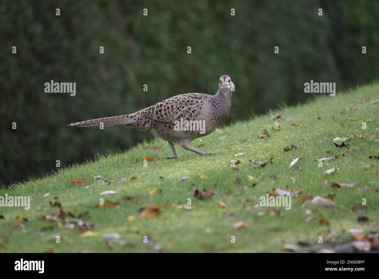Female Common Pheasant (Phasianus colchicus) Walking Left to Right Up a ...