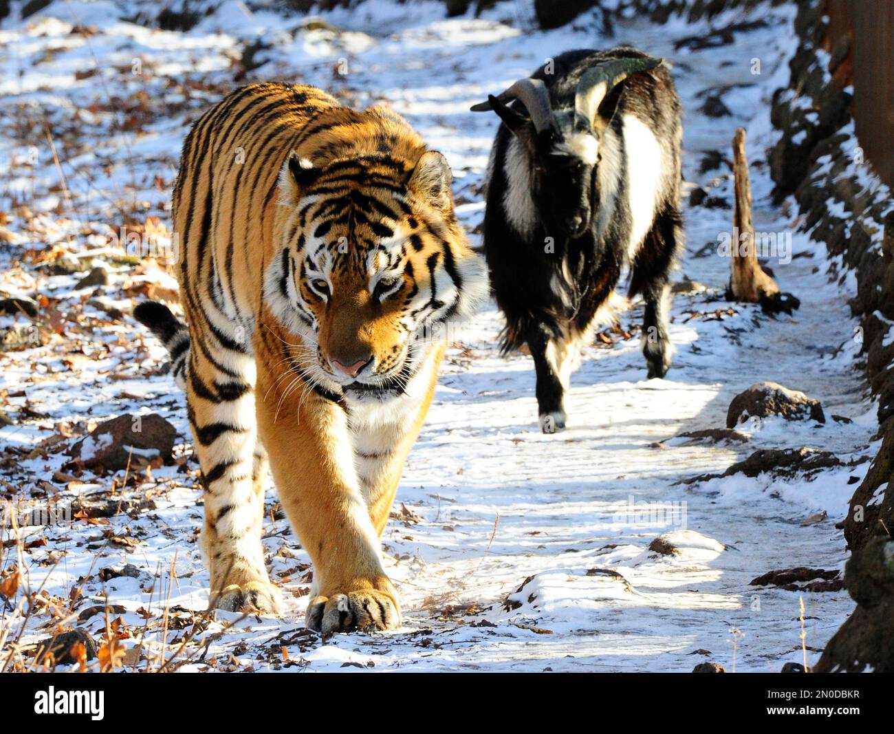In this photo taken on Sunday, Dec. 6, 2015, Amur the tiger, left. and Timur the goat walk ...