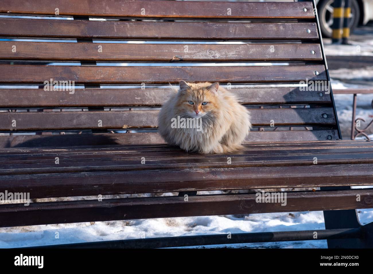 Cat on a park bench hi-res stock photography and images - Alamy