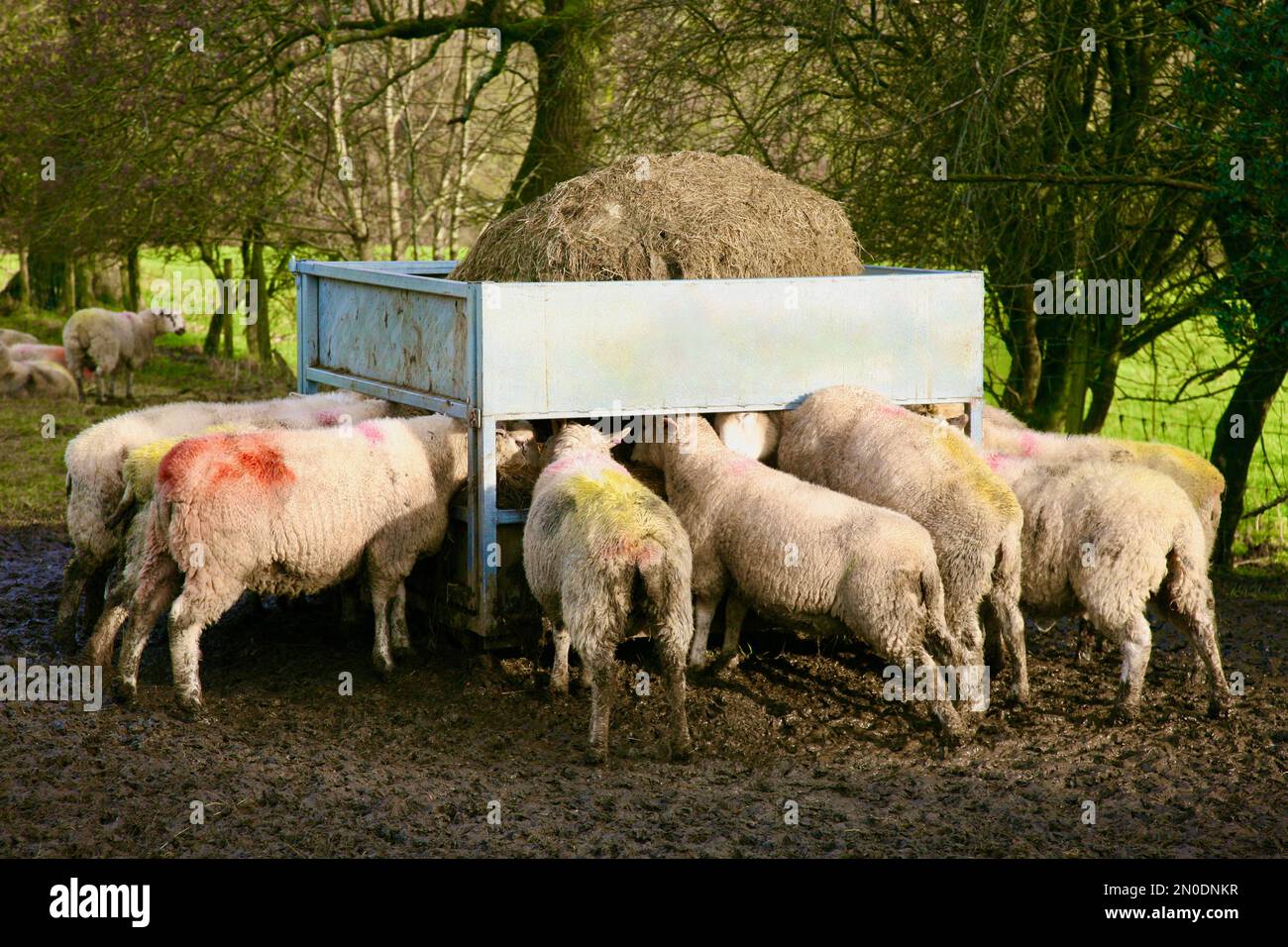 It's dinner time, down on the farm, Barley, Lancashire U.K Stock Photo ...