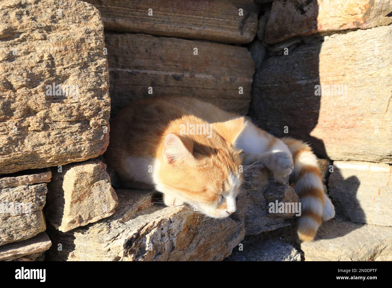 Cats of Dilos Stock Photo - Alamy
