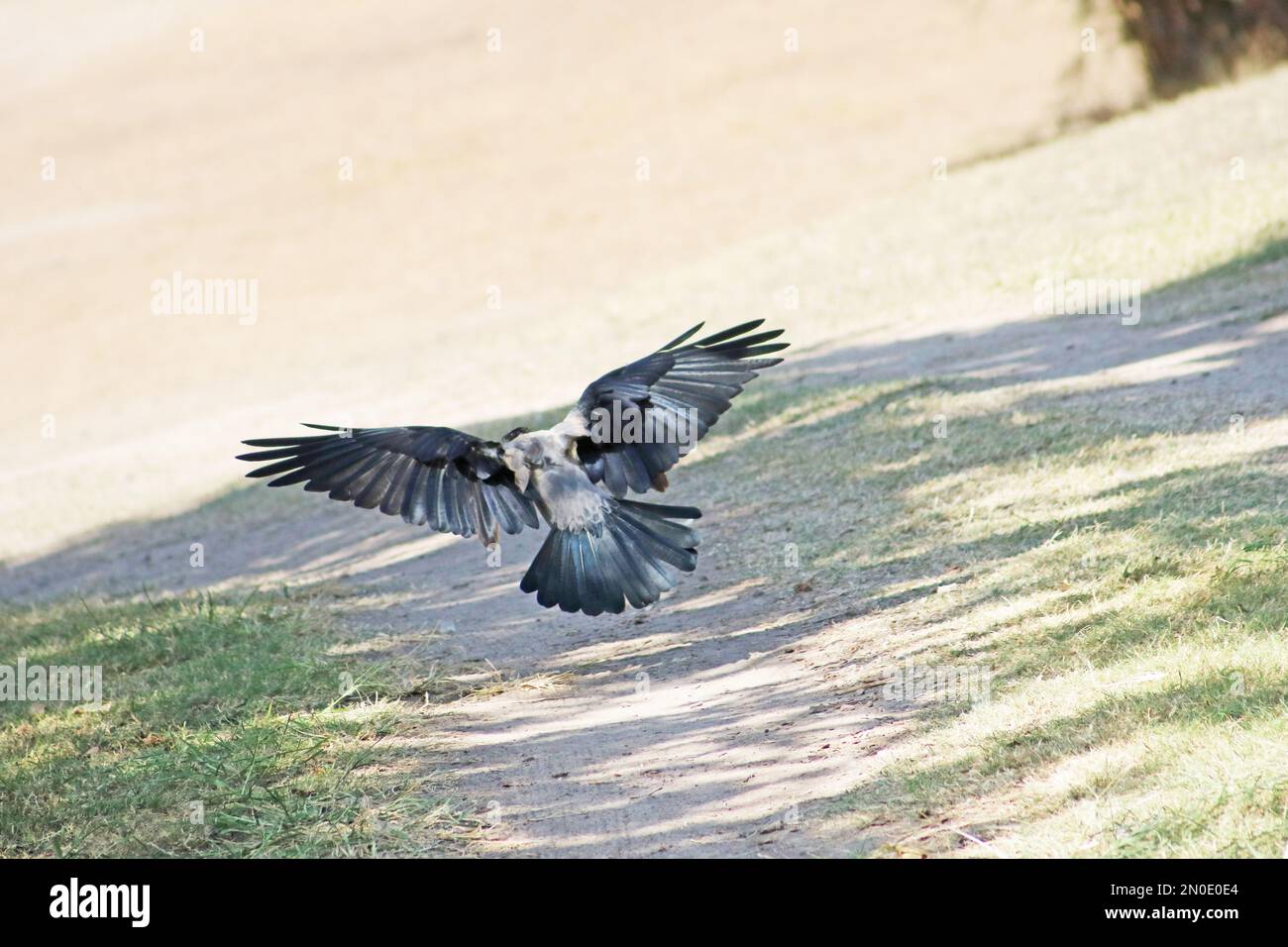 Crow in flight. Close up. Back view Stock Photo - Alamy